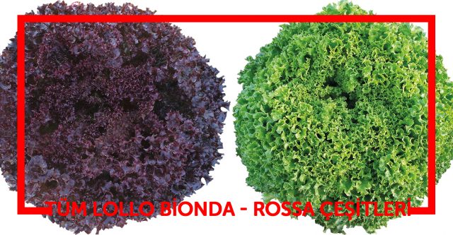 LOLLO BİONDA ÇEŞİTLERİ